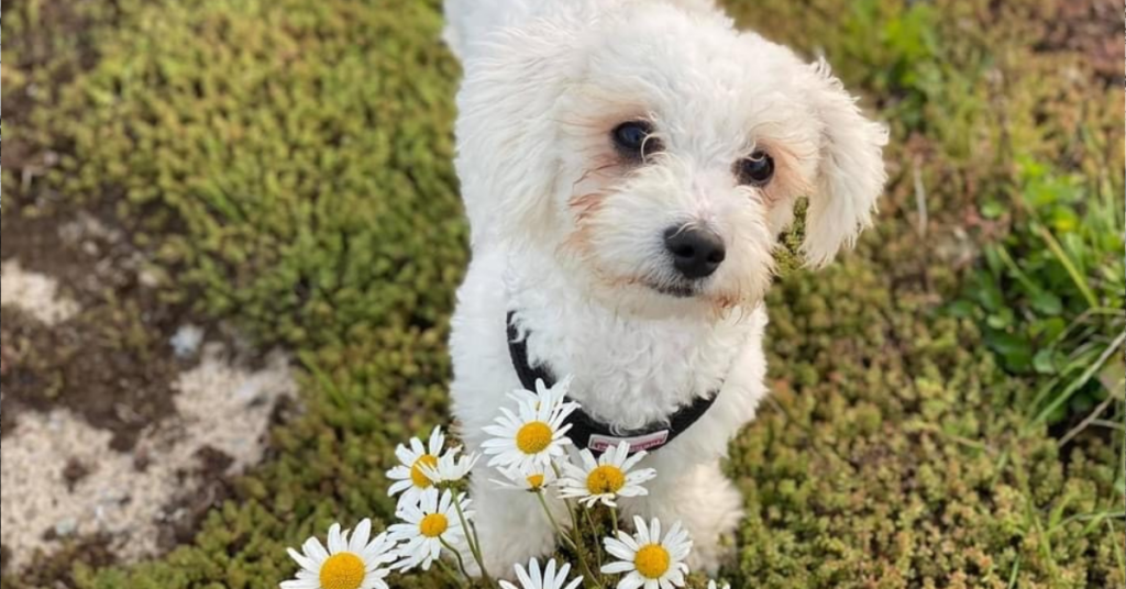 THE STORY OF LITTLE JEM - Orijen Pet Foods (Ireland)